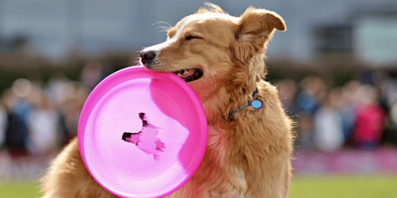 Ask the Vet: Sun Safety Tips for Pets (Brought to You by Hellertown ...
